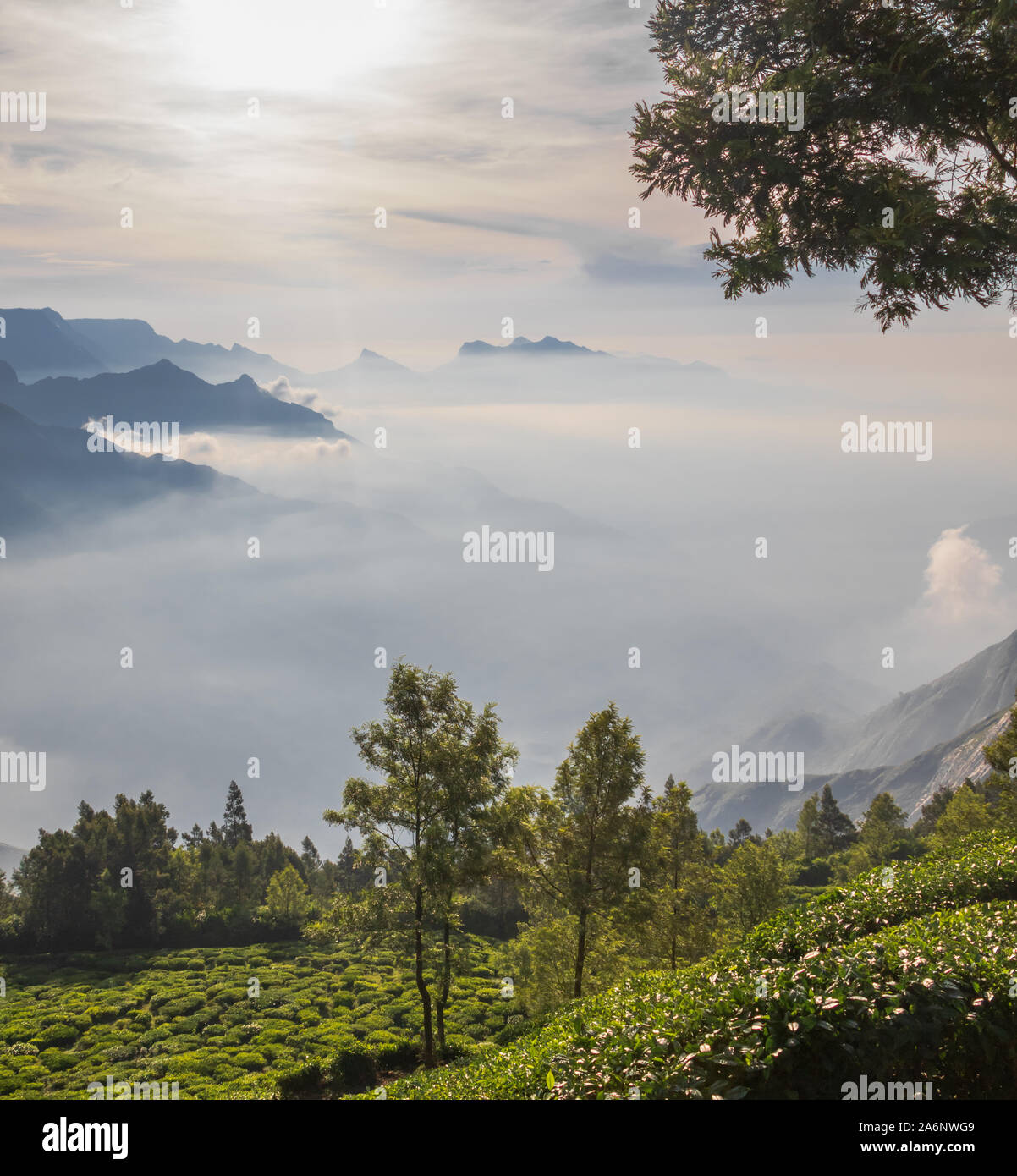 Munnar landscape view of south India Kerala Stock Photo - Alamy