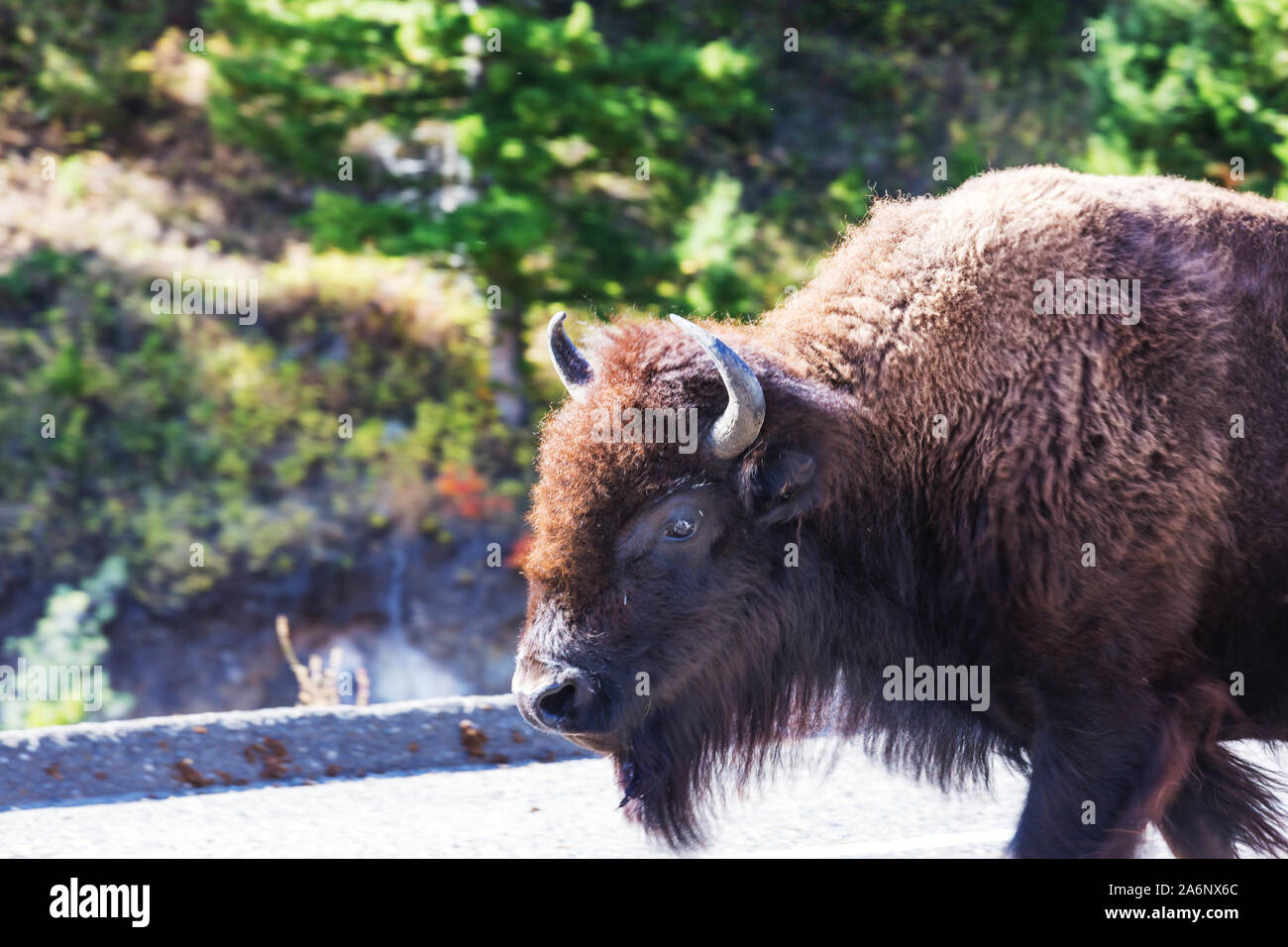 Wild buffalo in Yellowstone National Park, USA Stock Photo - Alamy