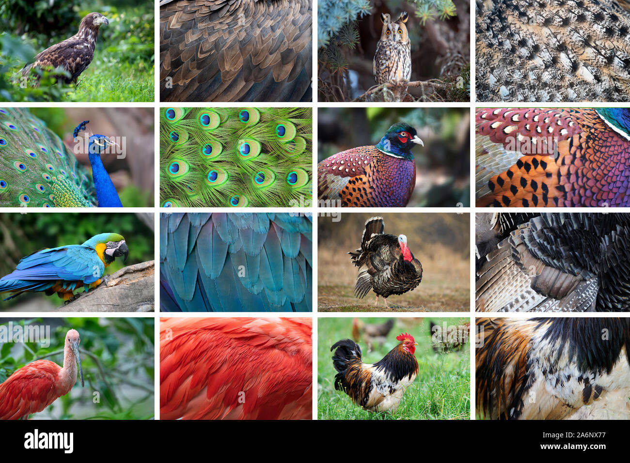 Collection of eight Bird animals and their true skin fur textures Stock ...