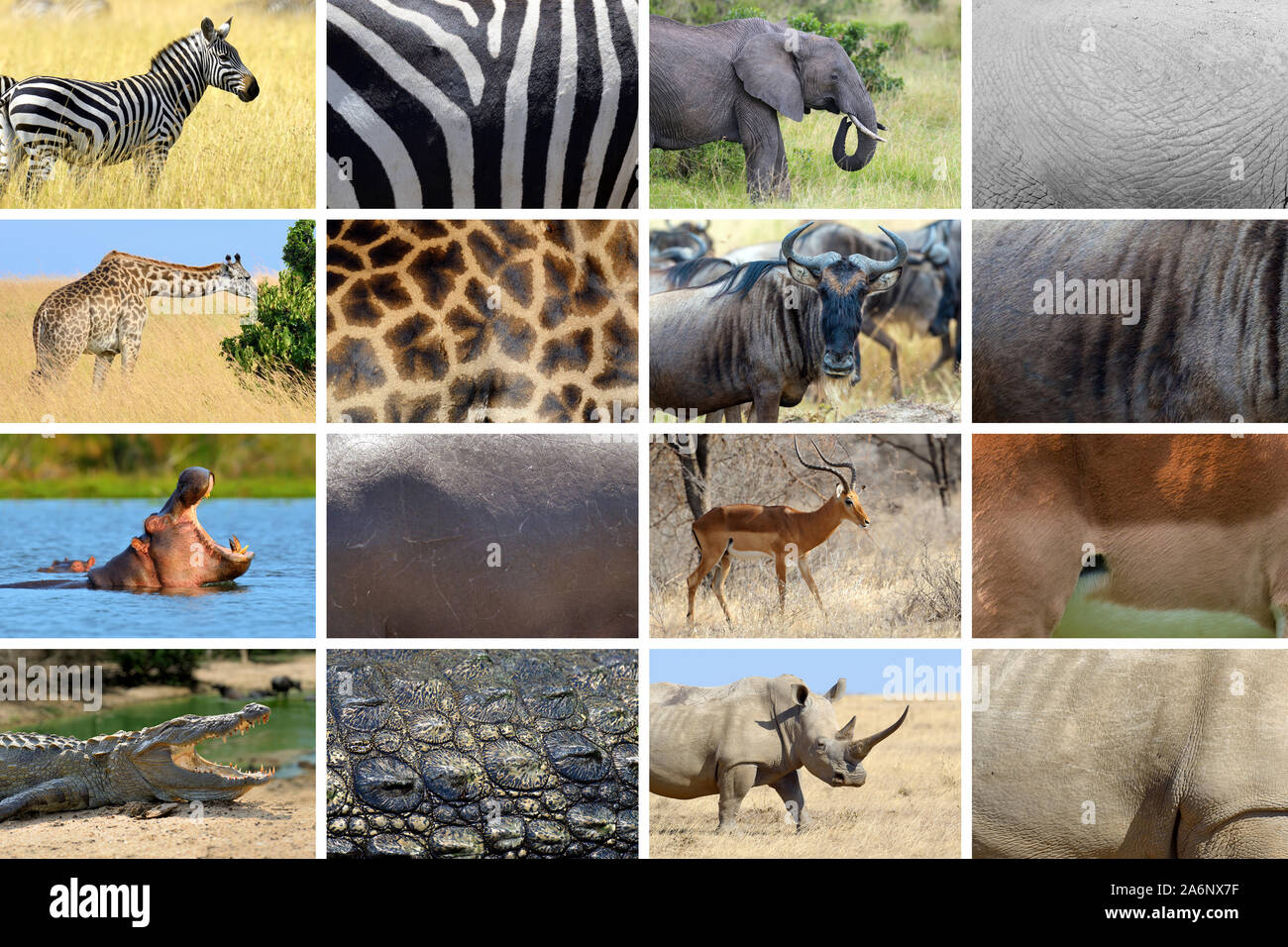 Collection of eight African animals and their true skin fur textures ...