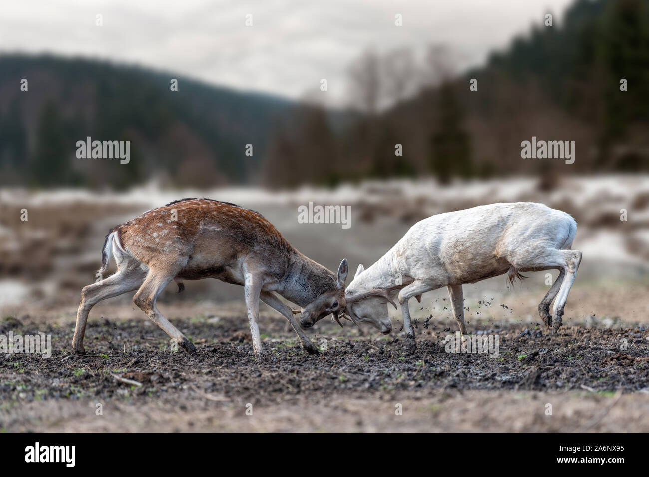 Two men young deer fighting with horns for the female attention Stock ...