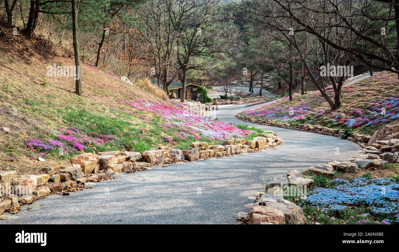 The sinuous path of life, pink and purple beautiful flowers around ...
