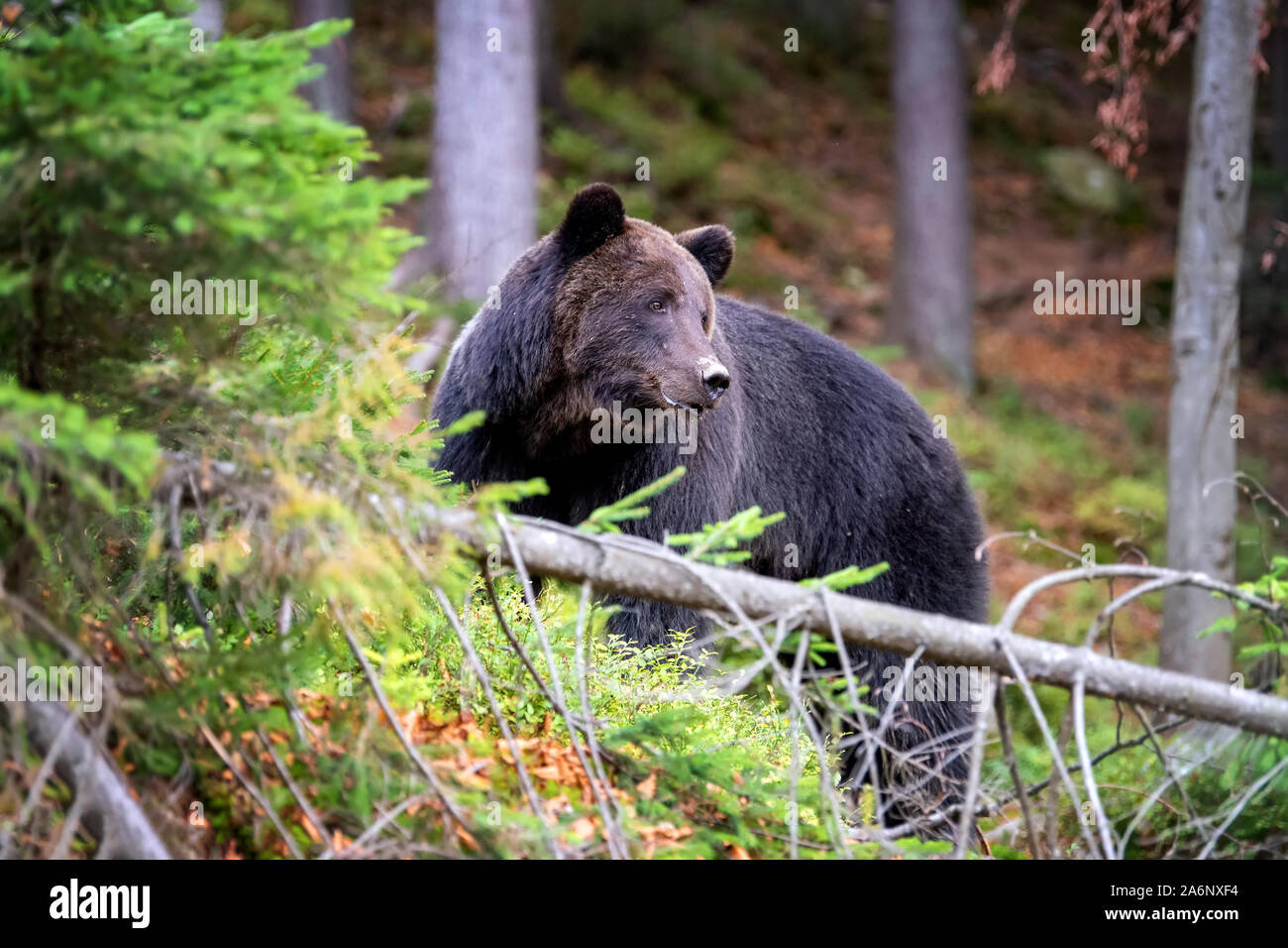 Bear in yellow forest. Autumn trees with bear, Ursus arctos, fall ...