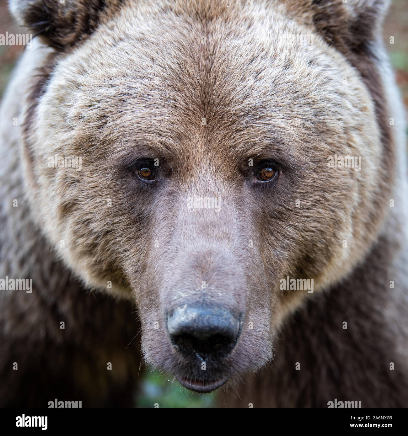 Male grizzly bear face close up hi-res stock photography and images - Alamy