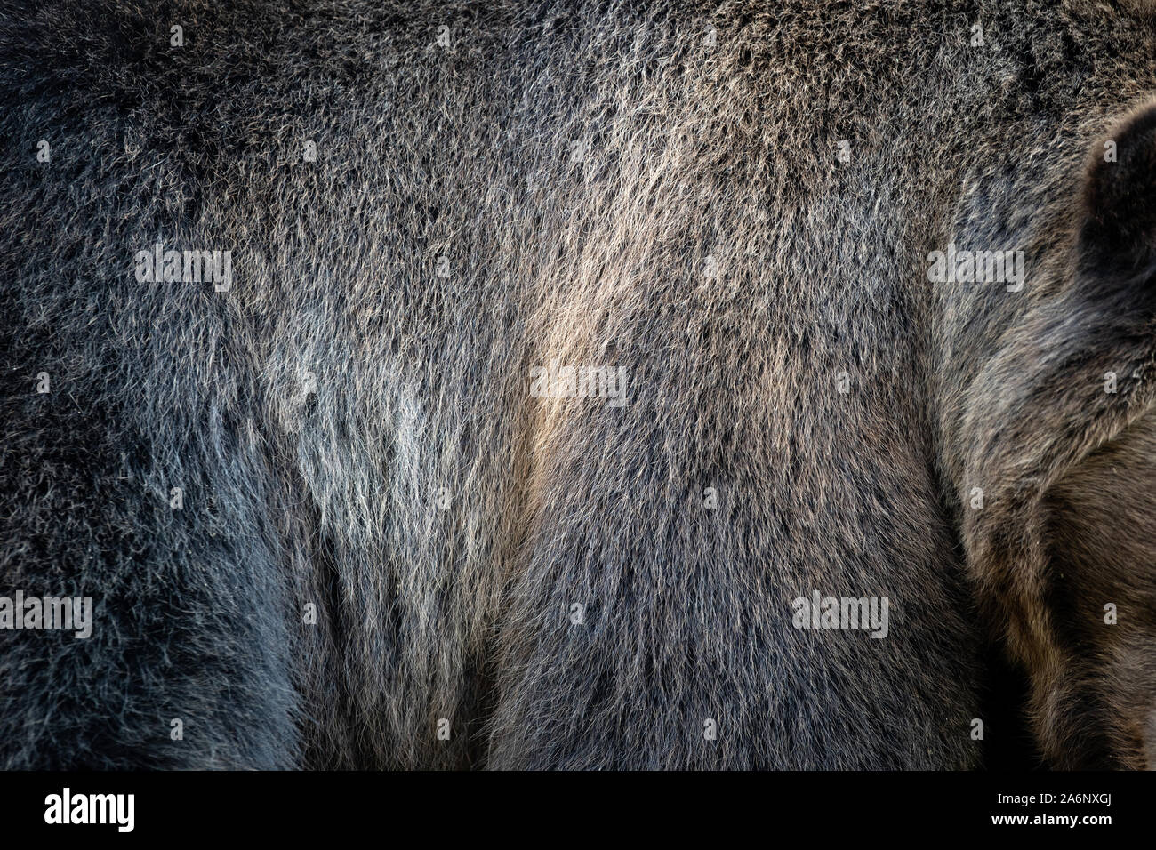 Close up real brown bear fur texture Stock Photo - Alamy