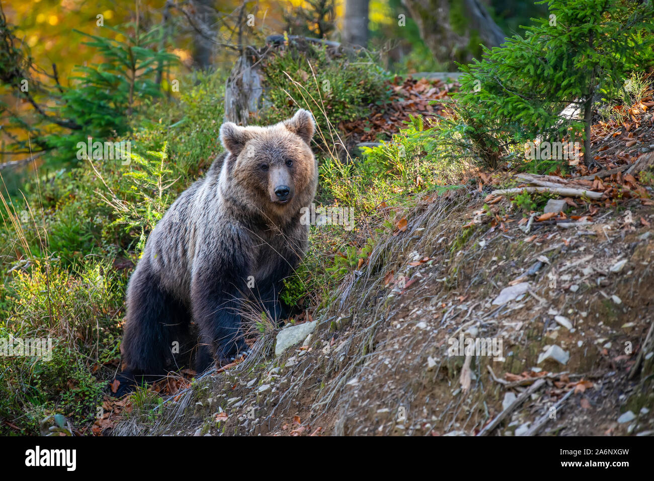 Bear in yellow forest. Autumn trees with bear, Ursus arctos, fall ...
