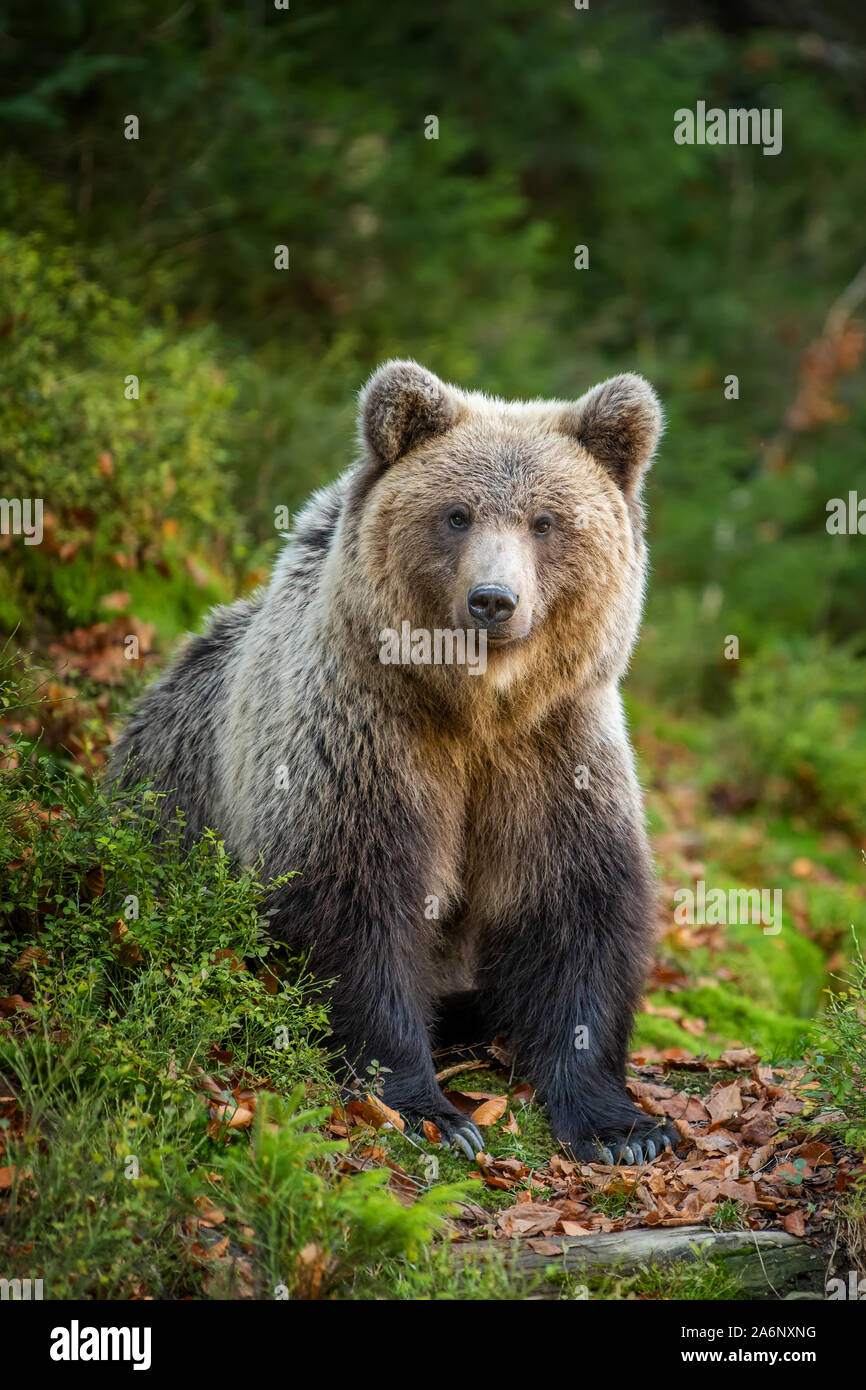Bear in yellow forest. Autumn trees with bear, Ursus arctos, fall ...