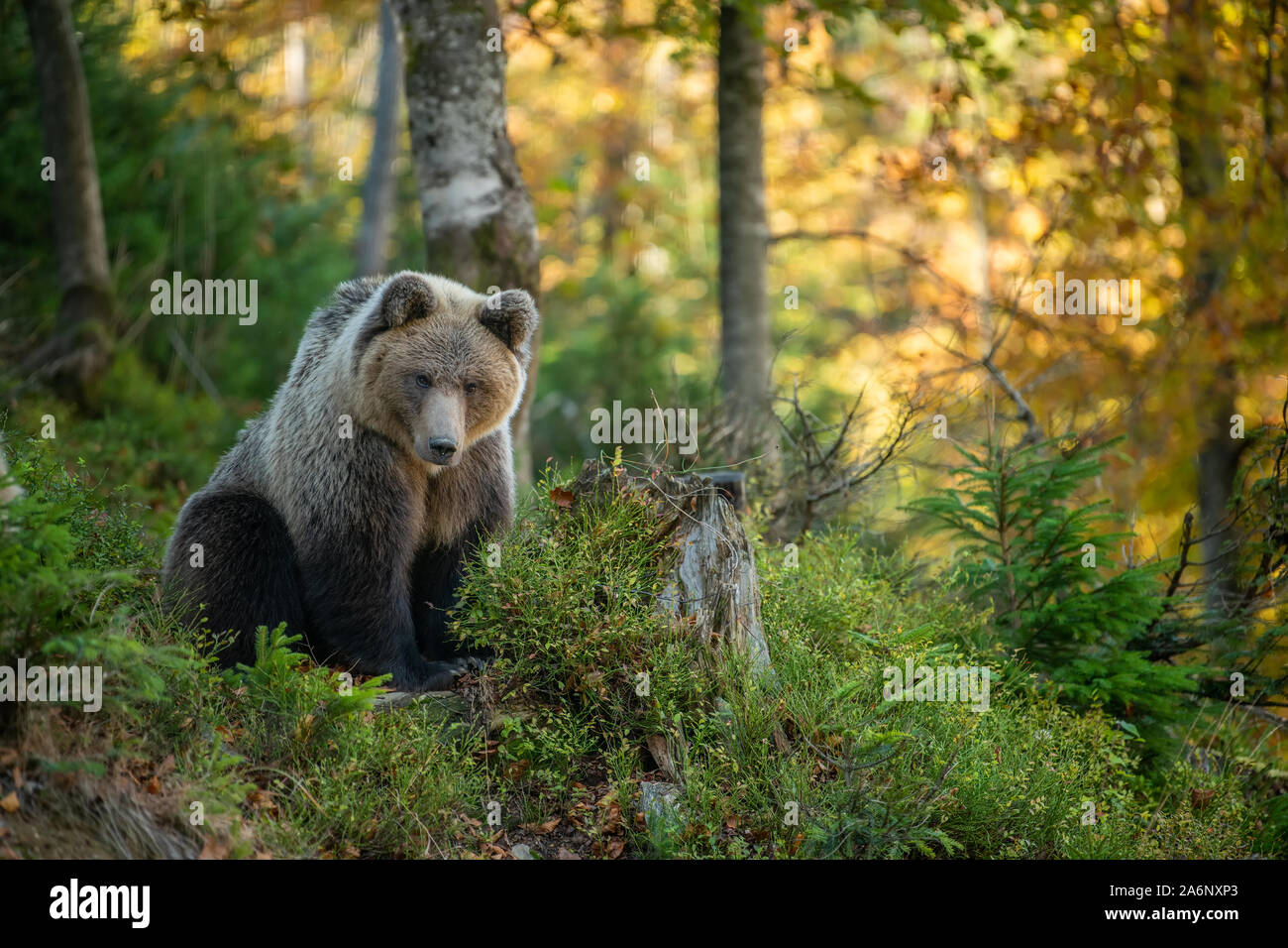 Bear in yellow forest. Autumn trees with bear, Ursus arctos, fall ...