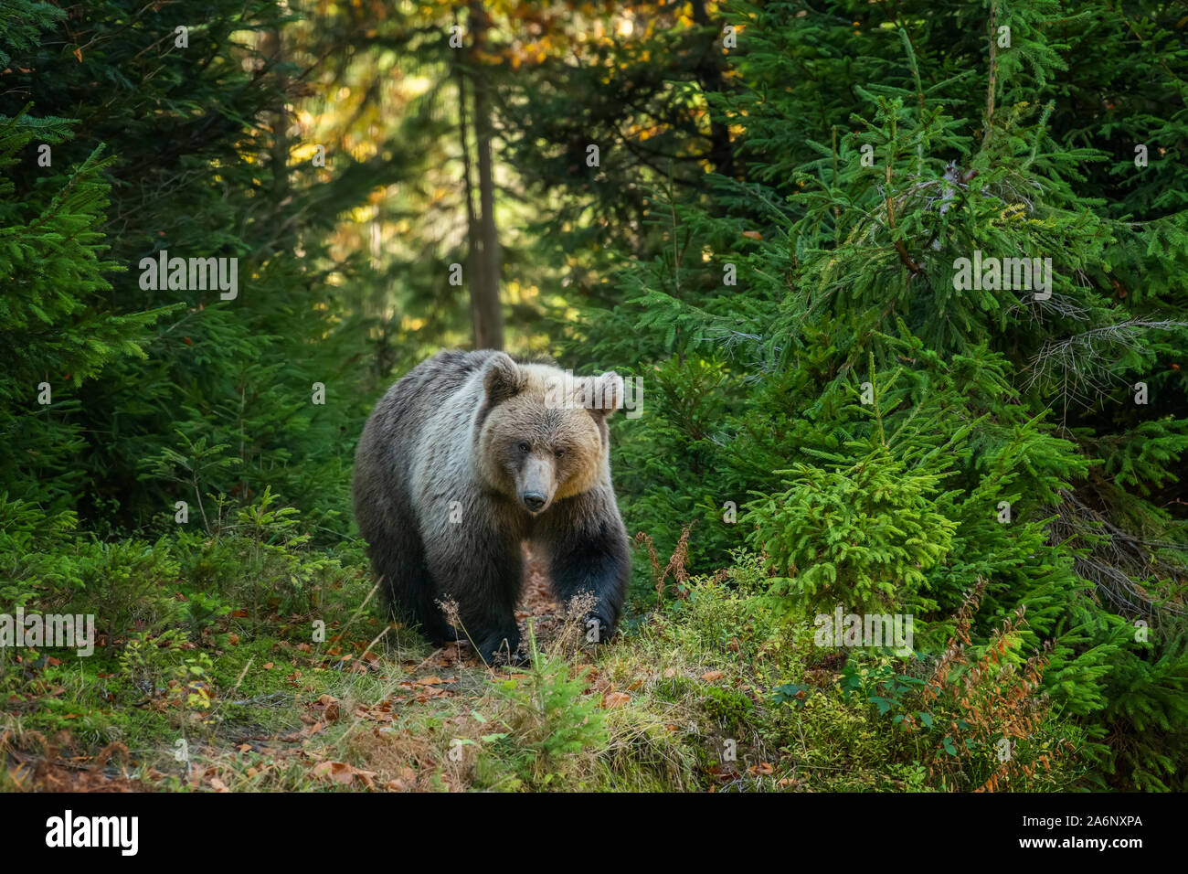 Bear in yellow forest. Autumn trees with bear, Ursus arctos, fall ...