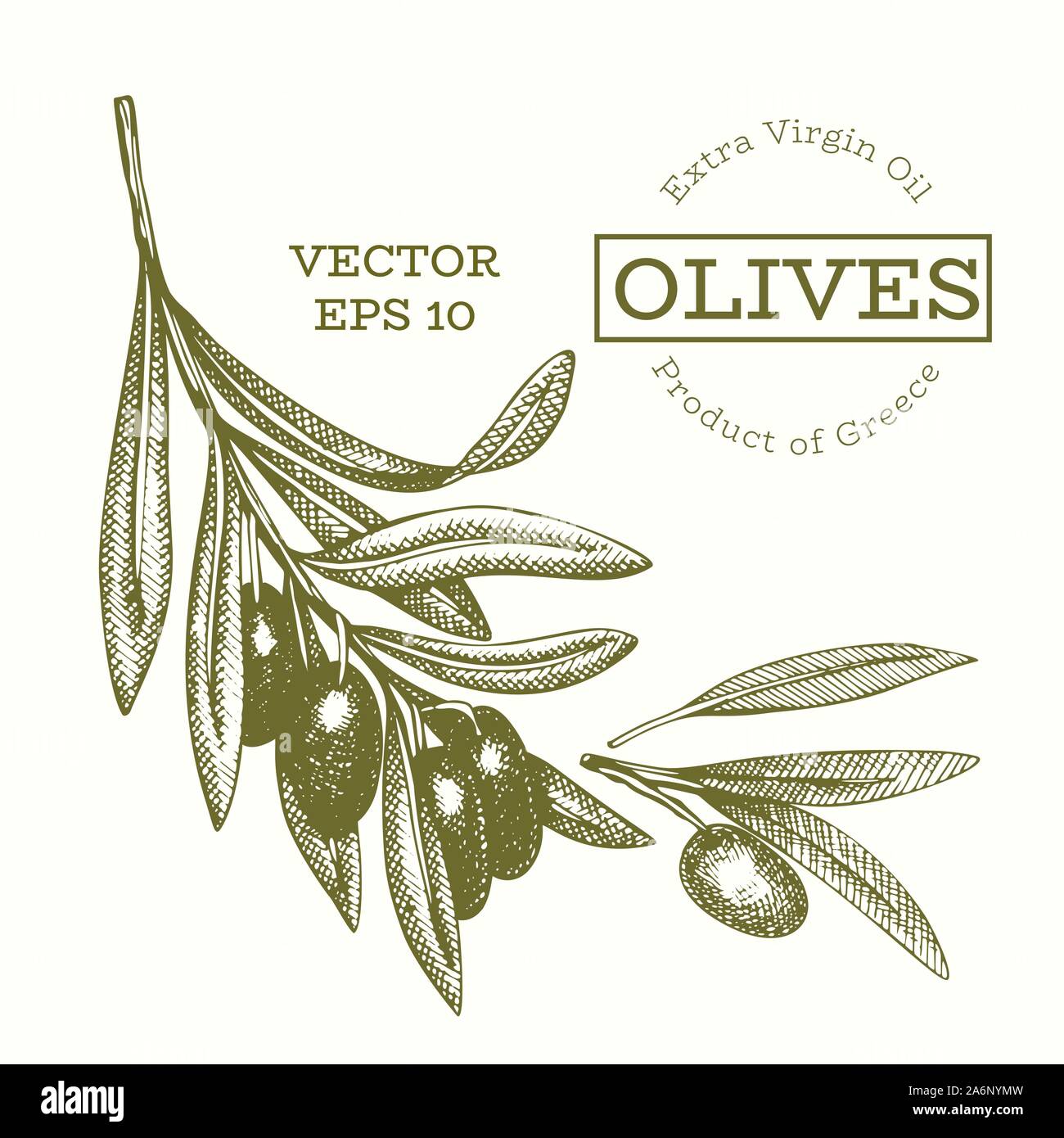 Olive branch illustration. Hand drawn vector food illustration ...