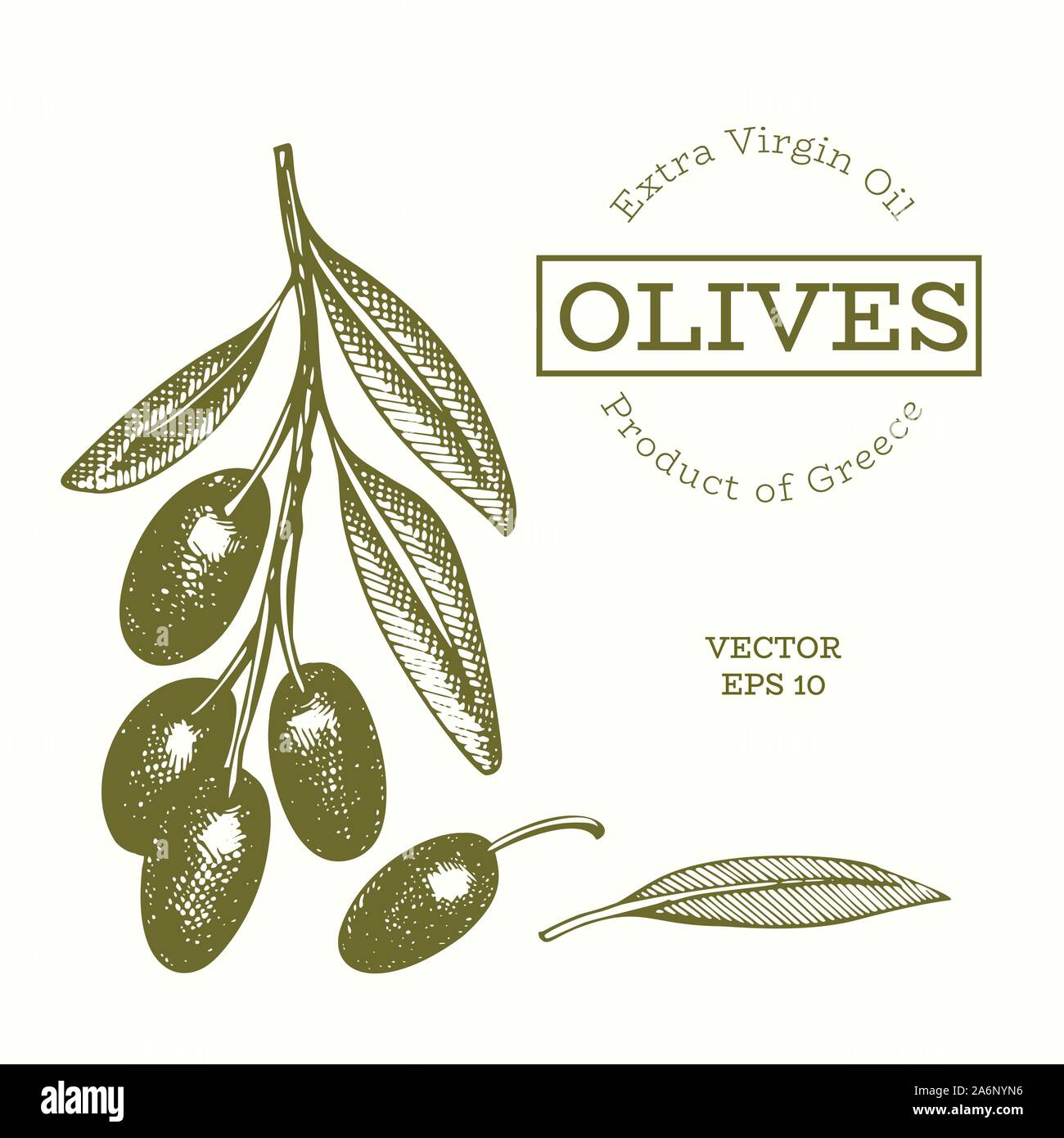 Olive branch illustration. Hand drawn vector food illustration ...