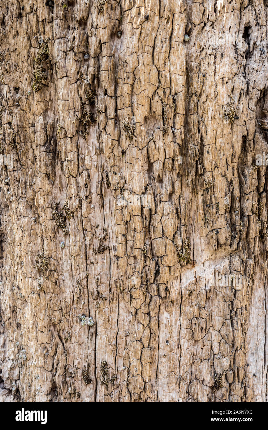 sea floated wood texture Stock Photo - Alamy