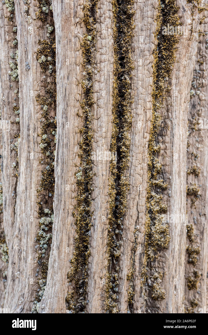 macro Sea shells on used wood Stock Photo - Alamy