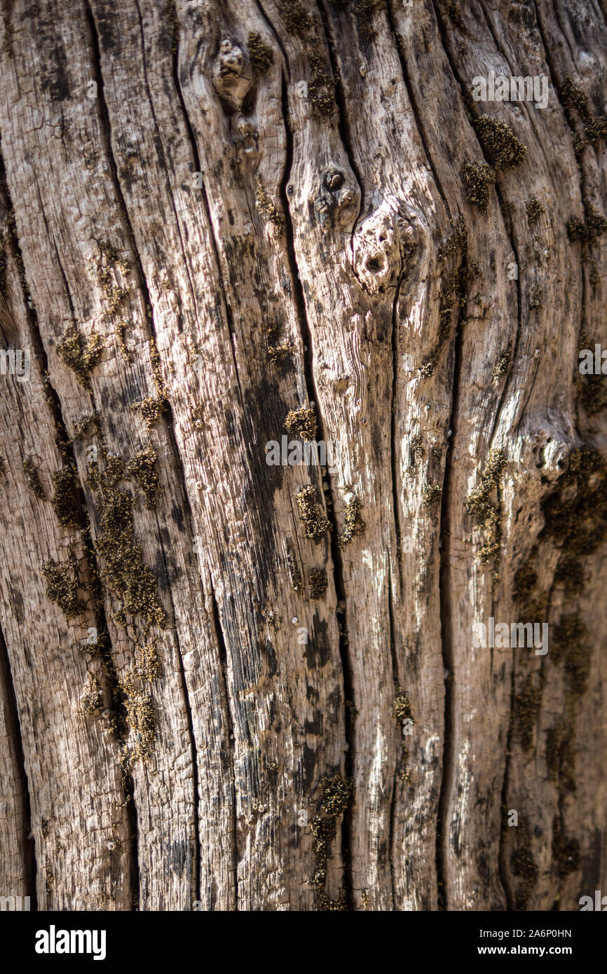 wood texture : Wood eaten by the sea Stock Photo - Alamy