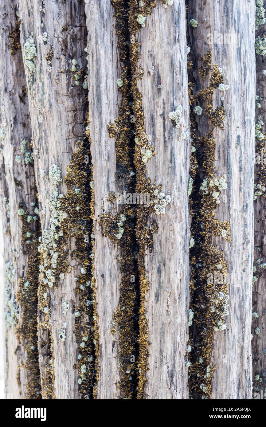 Algae on wood hi-res stock photography and images - Alamy
