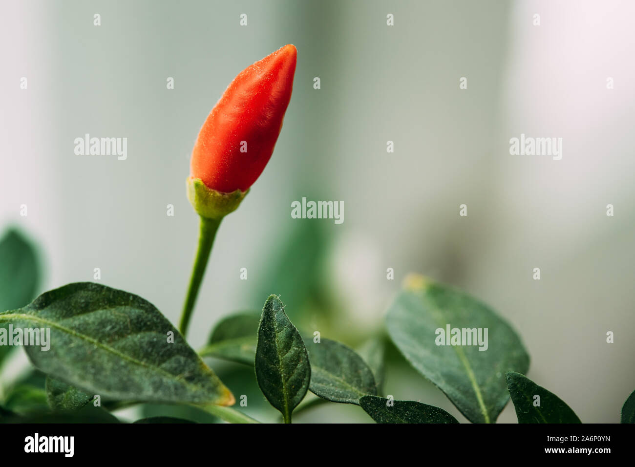 Small Organic Red Pepper Plant Growing On Garden Bed Plantation In ...