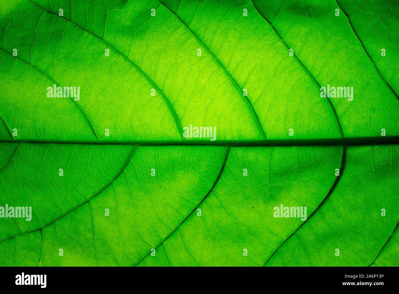 The Green Leaf Texture background with light behind Stock Photo - Alamy