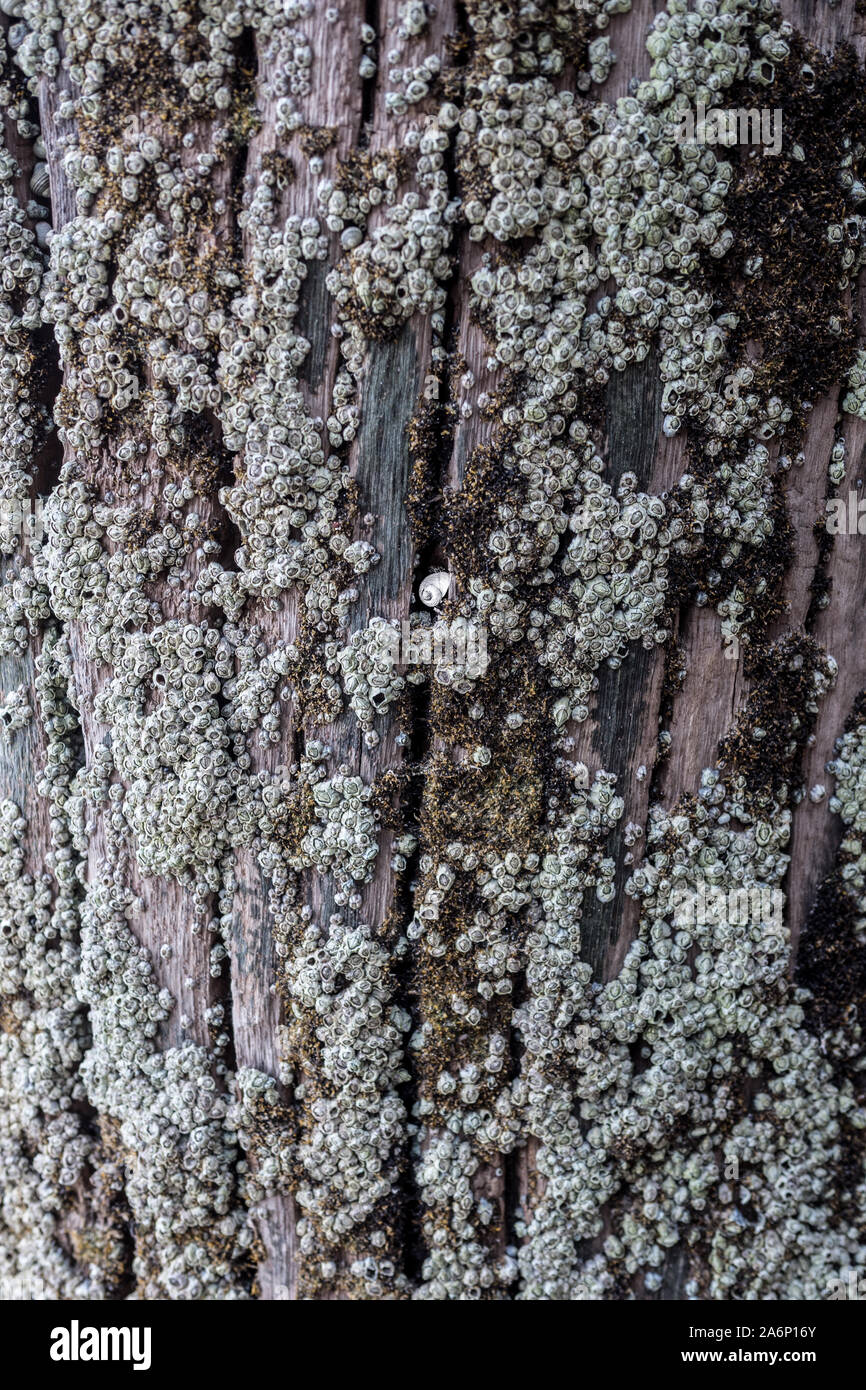 little white sea snail in middle of other shells on used sea floated ...