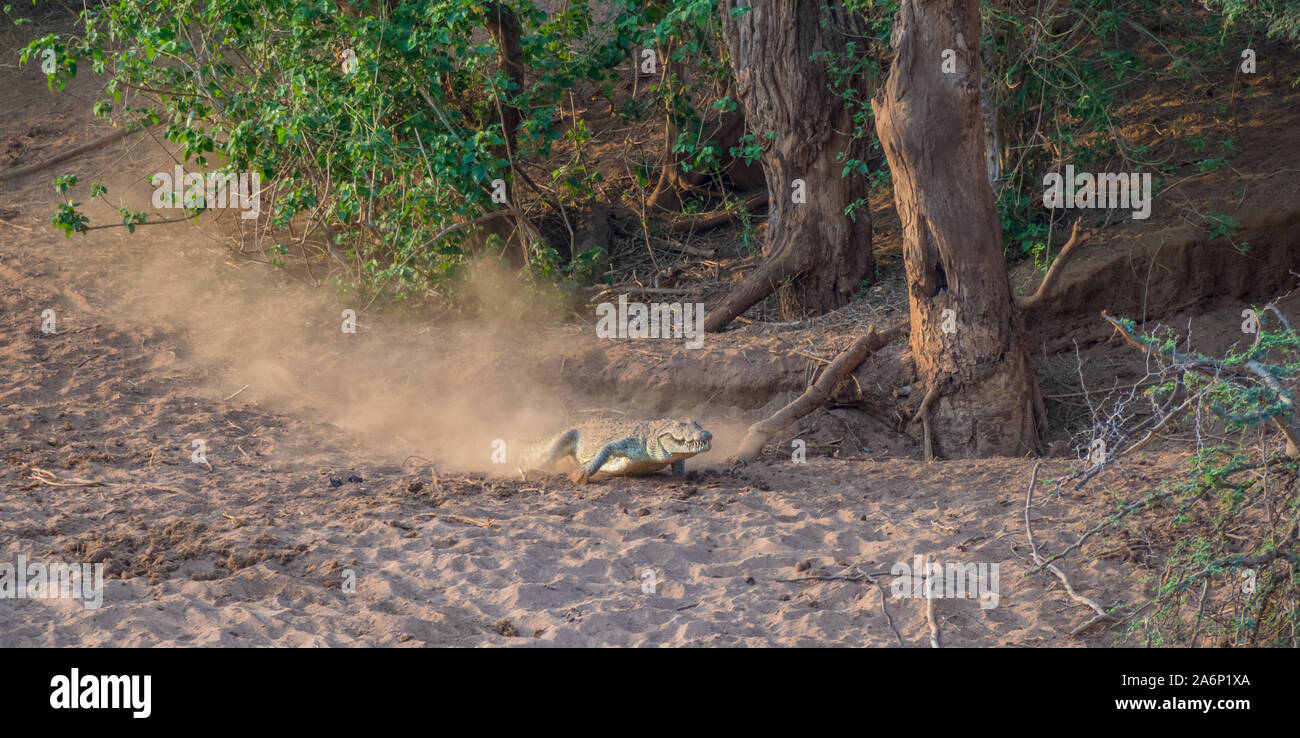 Large crocodile racing down a river bank to the safety of the water for ...