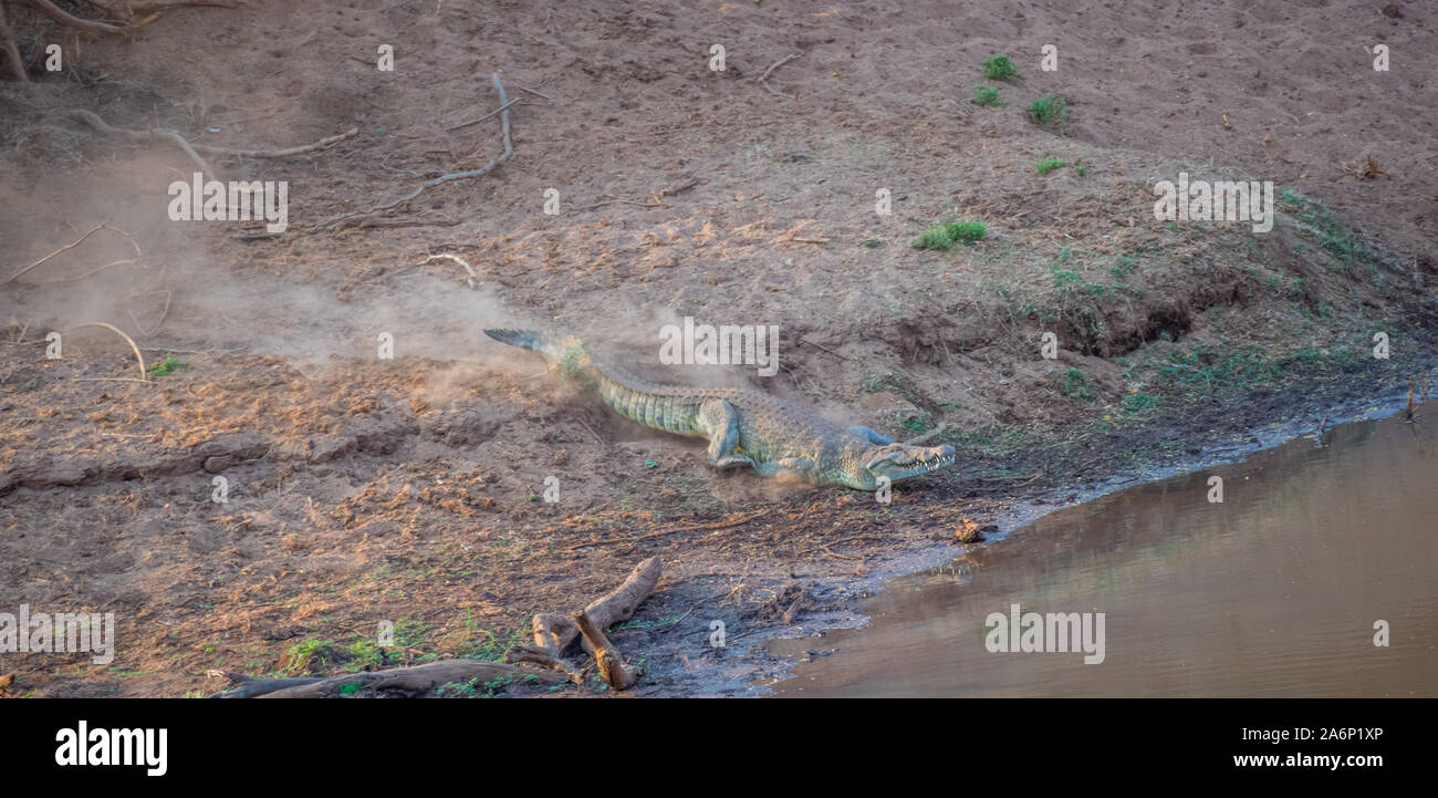 Large crocodile racing down a river bank to the safety of the water for ...