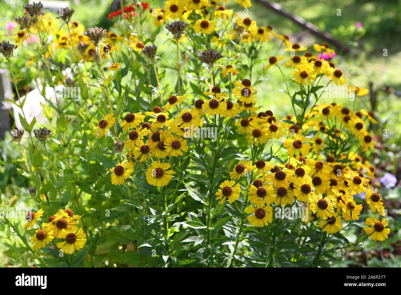 Yellow flowers of rudbeckia Stock Photo - Alamy