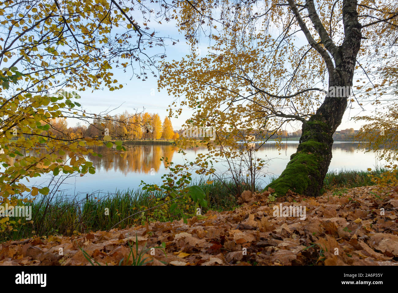 Stream overhanging trees green grass hi-res stock photography and ...