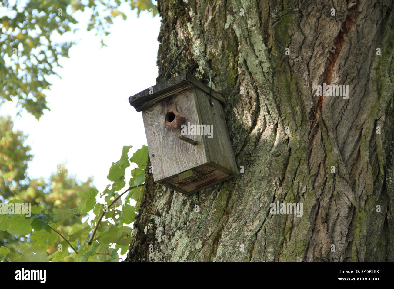 Bird box nailed to a tree hi-res stock photography and images - Alamy