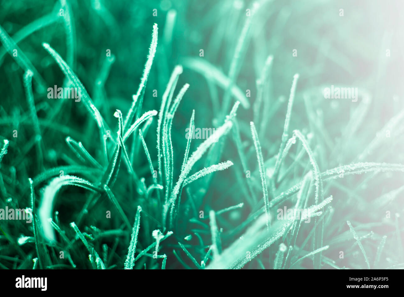 Mint grass hi-res stock photography and images - Alamy