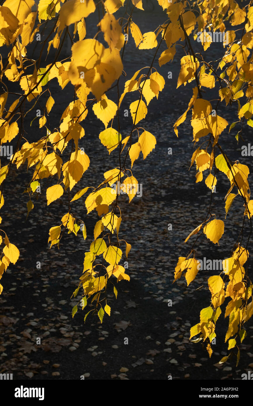 yellow birch tree autumn foliage against sunlight Stock Photo - Alamy