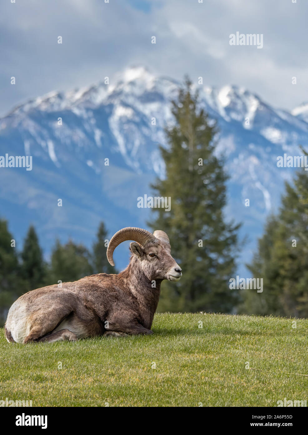 Bighorn ram eating tree hi-res stock photography and images - Alamy