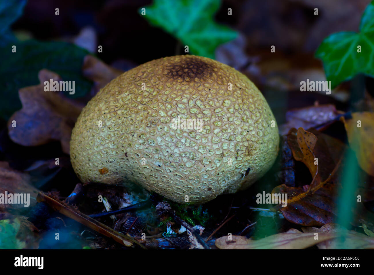 Wild British Fungus Stock Photo - Alamy