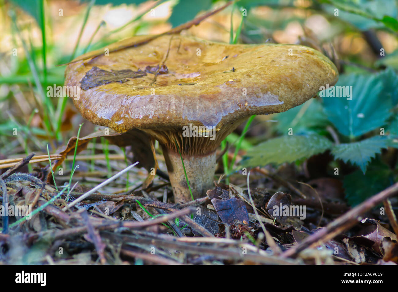 Stock photos of wild mushrooms hi-res stock photography and images - Alamy