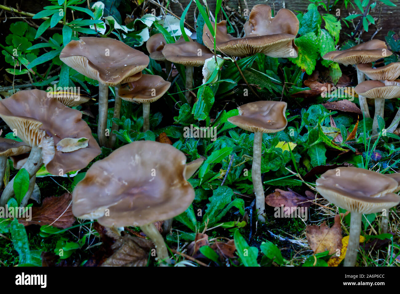 Common british mushrooms hi-res stock photography and images - Alamy