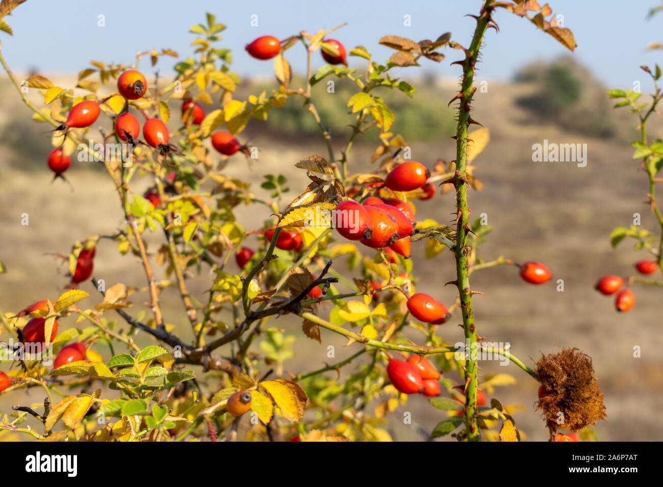 Briar bush hi-res stock photography and images - Alamy