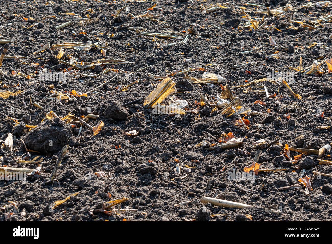 Field cultivated after the corn harvestin Stock Photo - Alamy