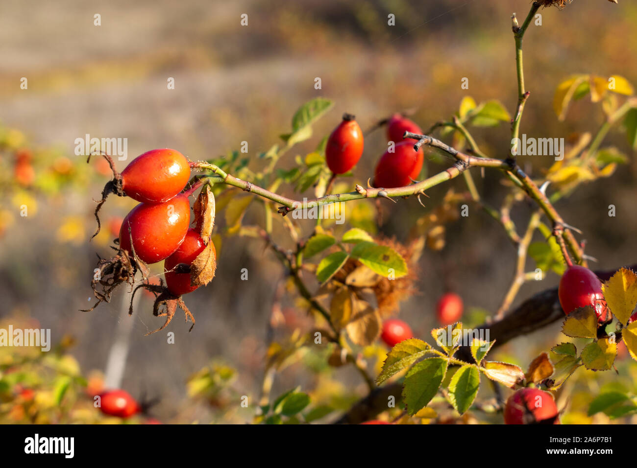 Briar berries hi-res stock photography and images - Alamy
