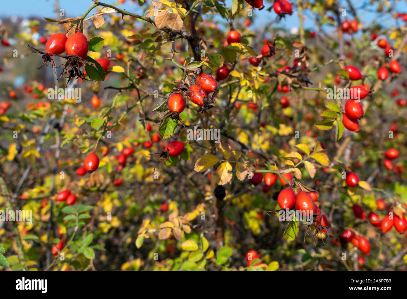 Ripe briar berries hi-res stock photography and images - Alamy