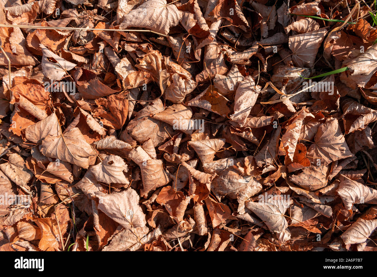 Dry fallen autumn leaves closeup background Stock Photo - Alamy
