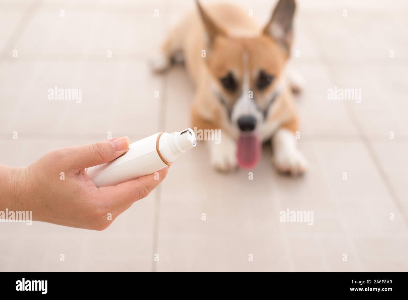 Dog grinding toenails in hand Stock Photo - Alamy