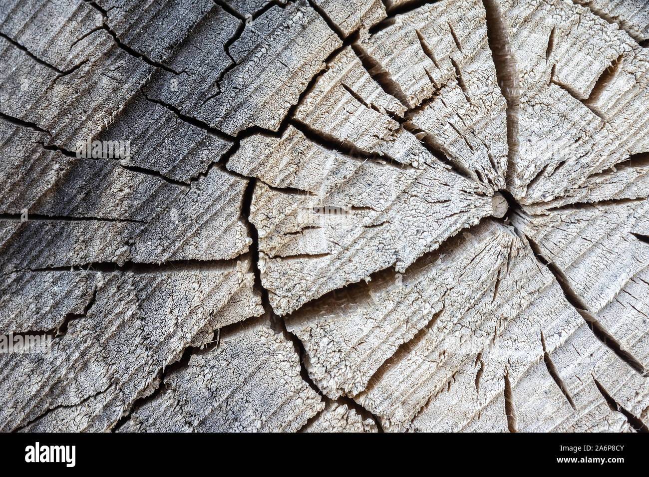 Abstract tree background, tree texture in section Stock Photo - Alamy