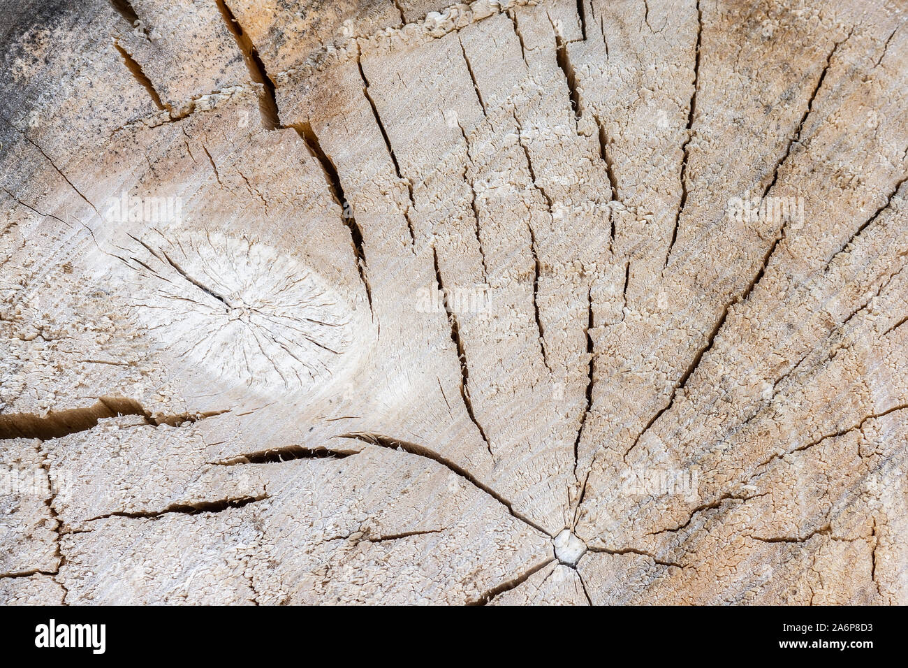 Abstract tree background, tree texture in section Stock Photo - Alamy