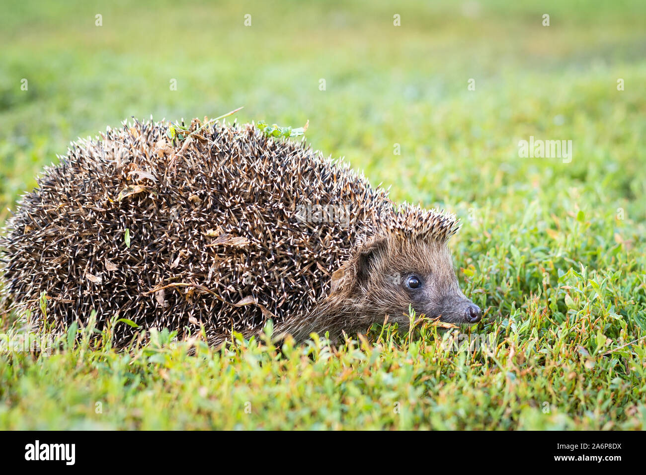 Hedgehog, (Scientific name: Erinaceus europaeus) Wild, native, European ...
