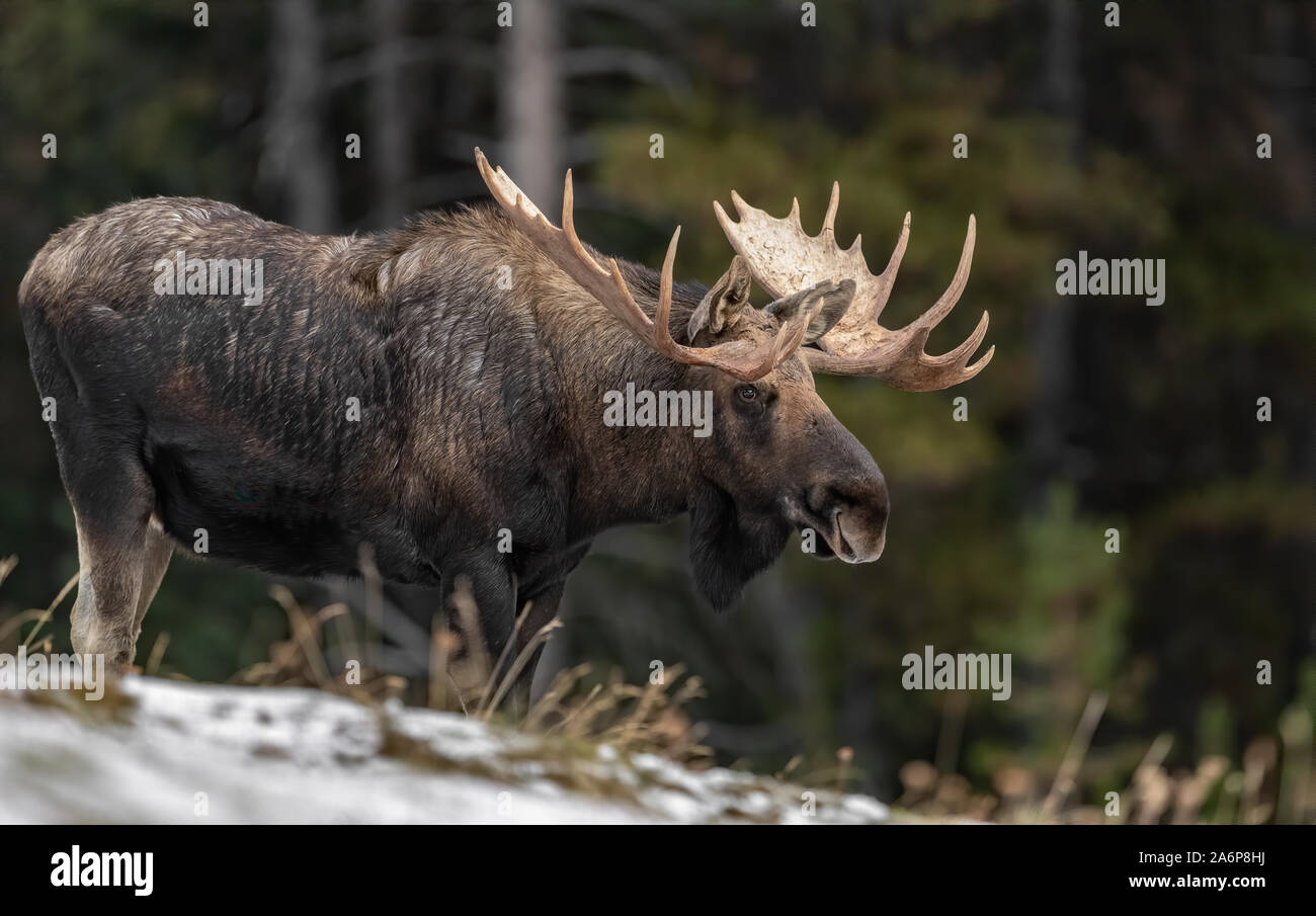 The mosse family hi-res stock photography and images - Alamy