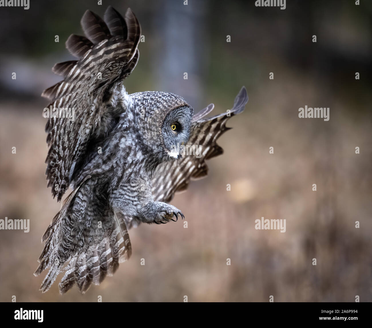 Great Grey Owl in Canada Stock Photo - Alamy