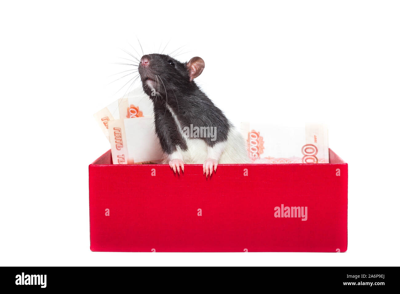 Money and horoscope Cut Out Stock Images & Pictures - Alamy