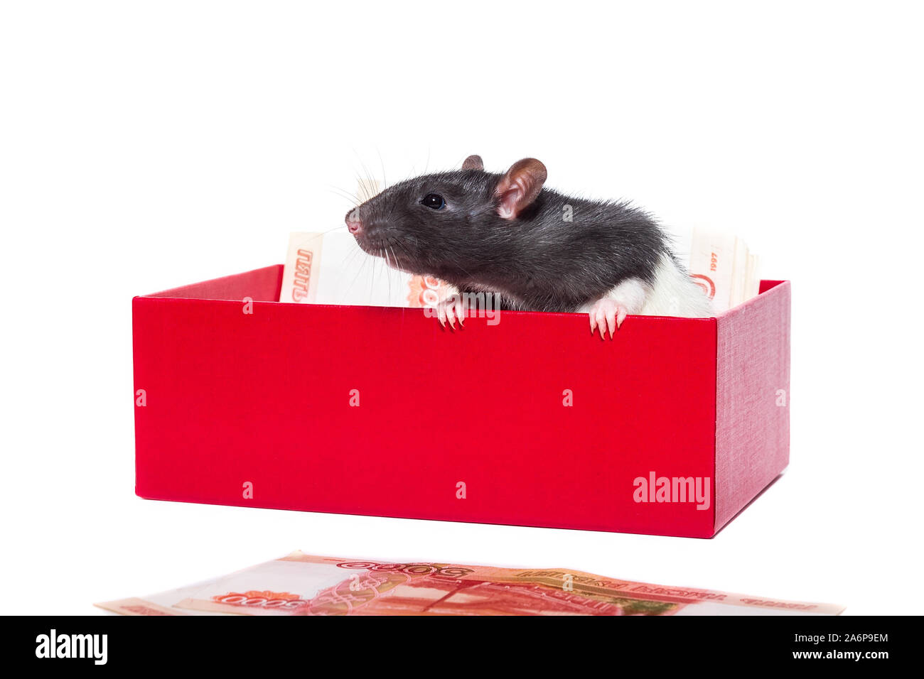 Chinese new year money tree hi-res stock photography and images - Alamy