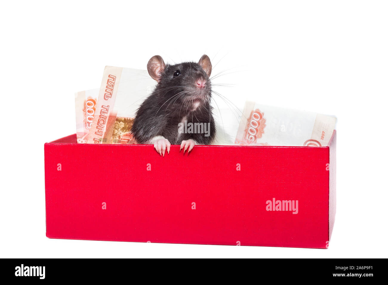 Money tree dollars in green hi-res stock photography and images - Alamy