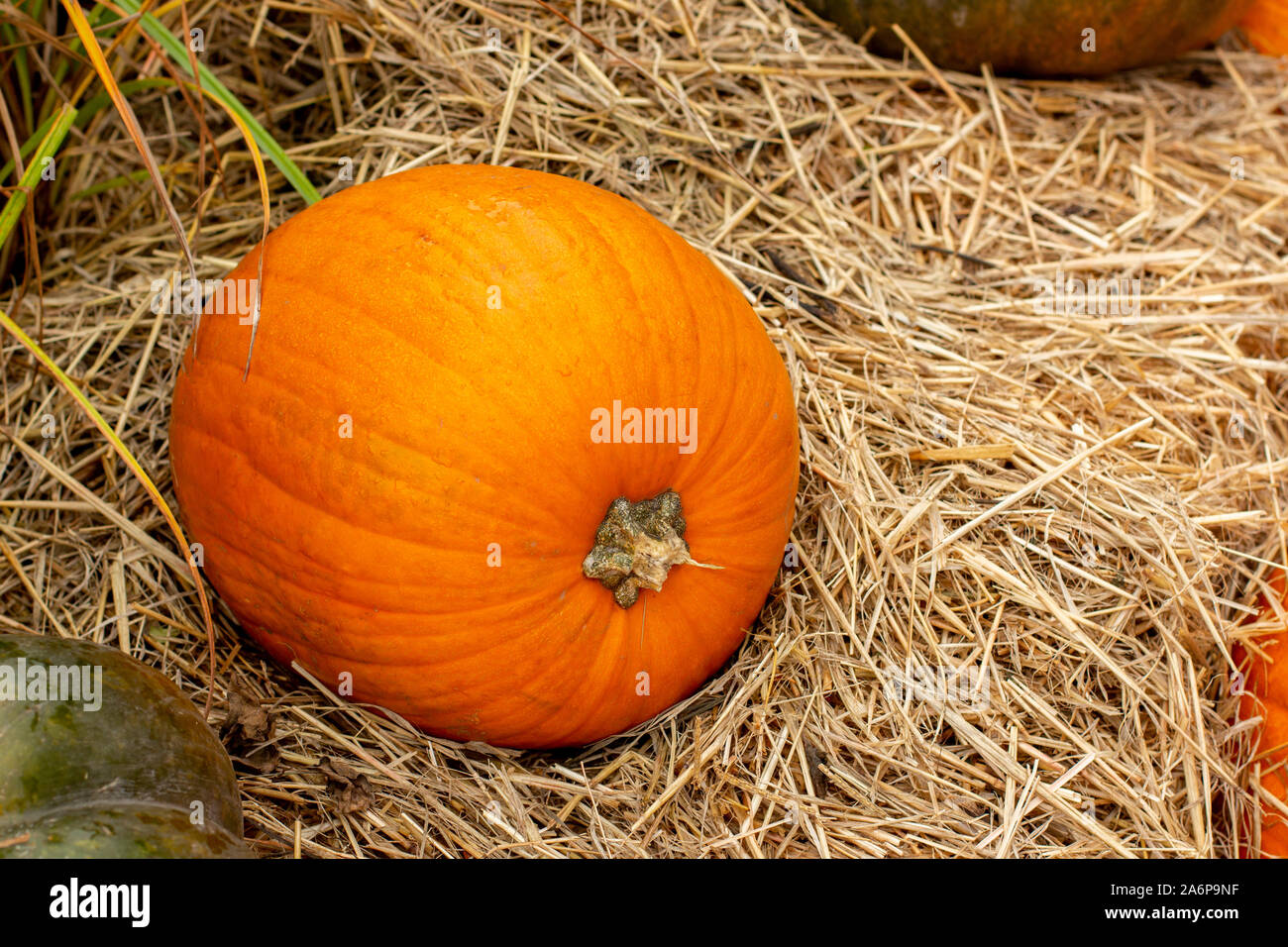 Big ripe orange pumpkin, closeup. Farm vegetable grown for Thanksgiving ...