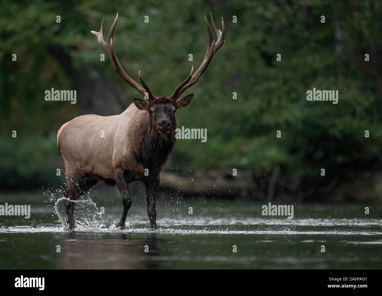 Stare moose hi-res stock photography and images - Alamy