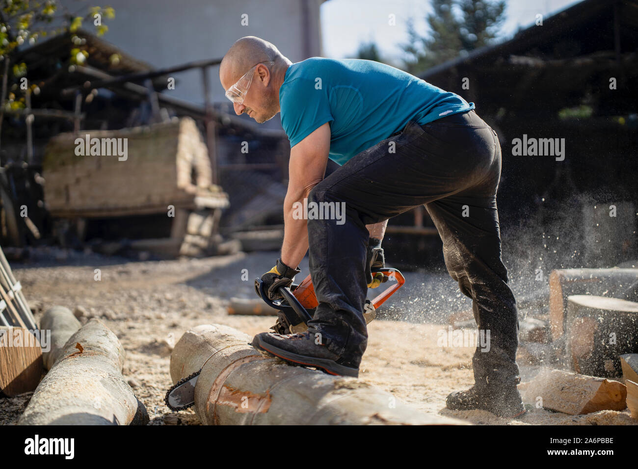 Man cut with saw. Dust and movements. Woodcutter saws tree with ...